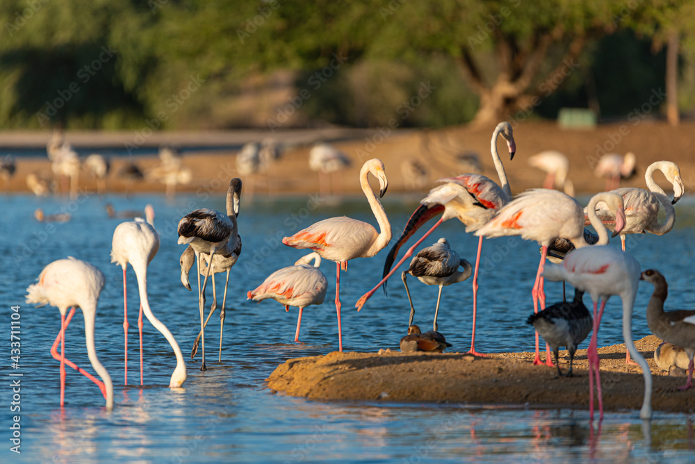 Flamingos in the Al Qudra Lakes in the desert of Dubai - UAE Stock-Foto ...