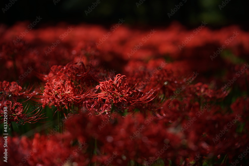 Red Flowers of Lycoris radiata in Full Bloom Stock Photo | Adobe Stock