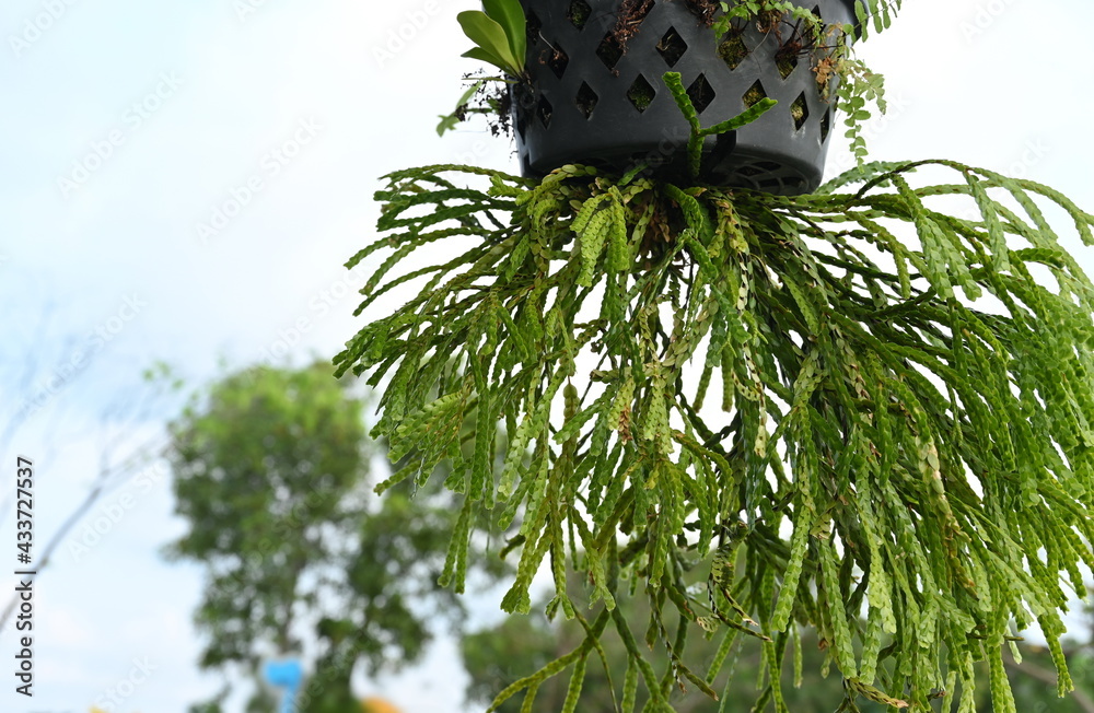 The leaves are like fish scales placed in a row. Planted in a black pot ...