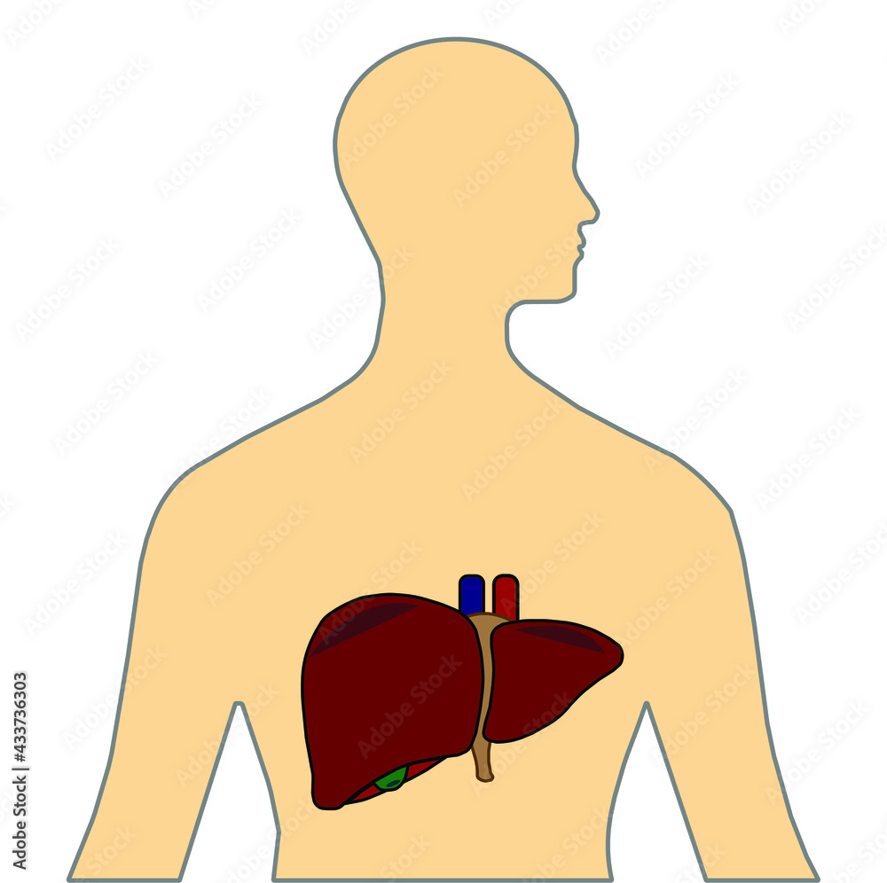 Liver 3D colored vector image on human body for education of anatomy ...