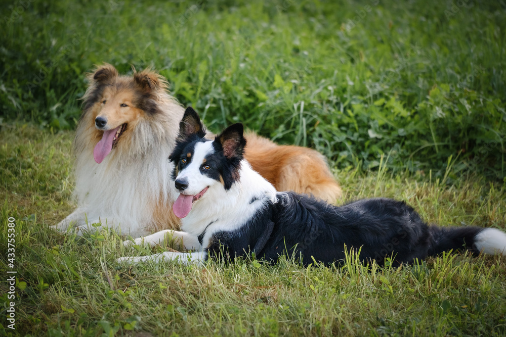 Rough collie and Border collie dog breeds Stock Photo | Adobe Stock