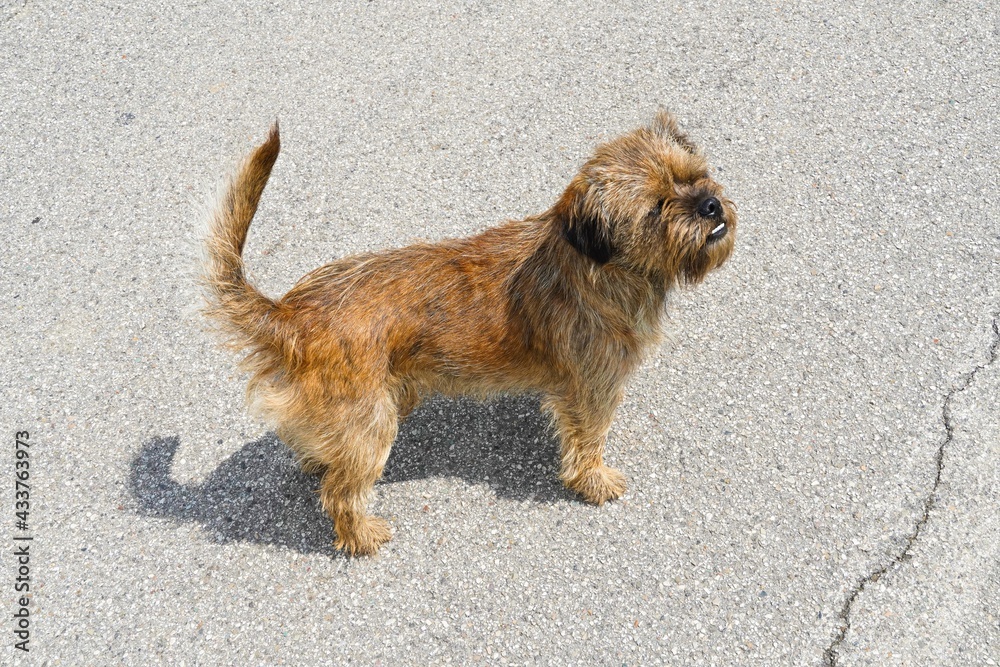 Dog pose animal portrait of yorkie breed posing for camera on isolated ...