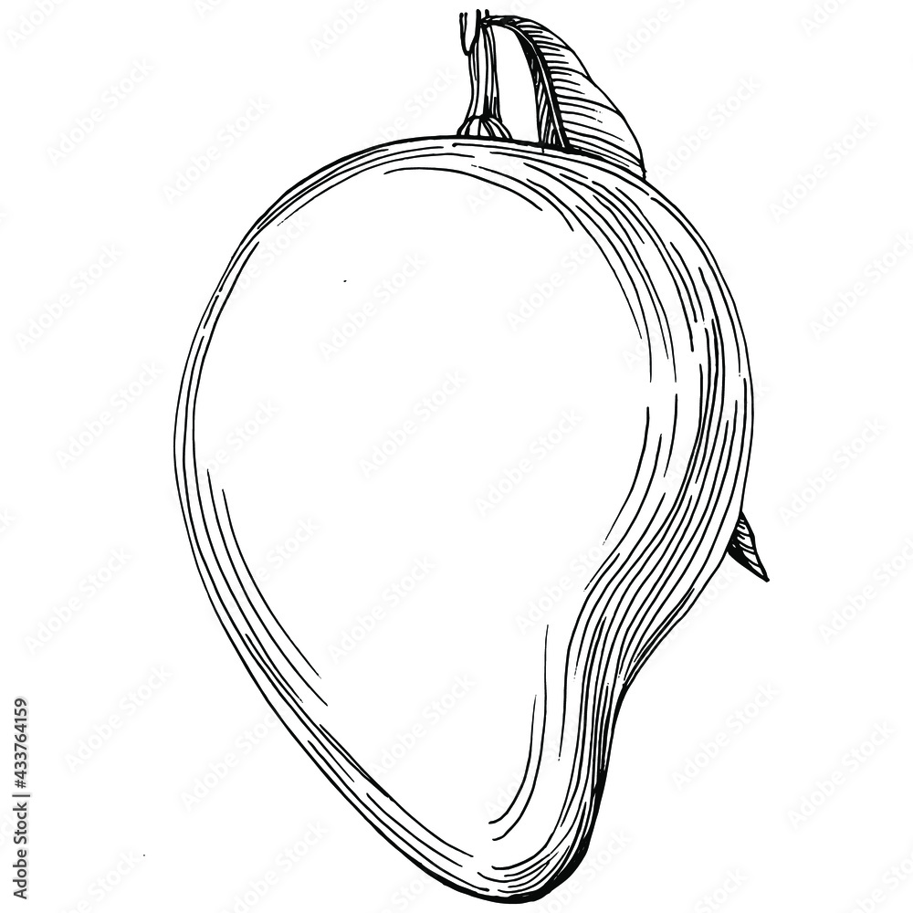 Ripe mango isolated sketch on white. Tropical fruit sketch drawing ...