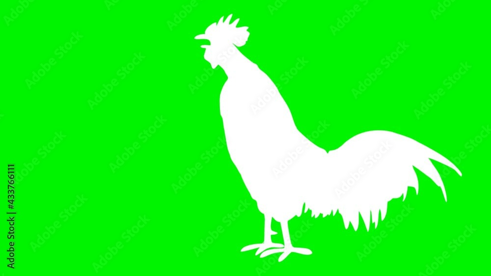 Vidéo Stock Animated White Profile Singing Rooster 2D cartoon animated ...