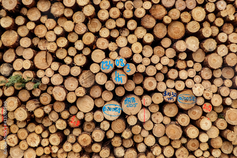 Baumstämme Stapel mit bunter Markierung und Beschriftungen vom ...