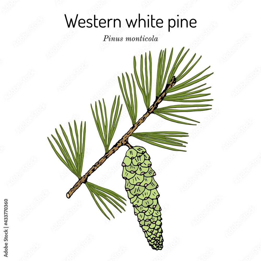 Pinus Cone Diagram
