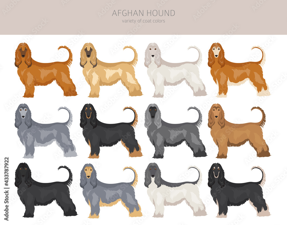 Afghan hound all colours clipart. Different coat colors set Stock ...