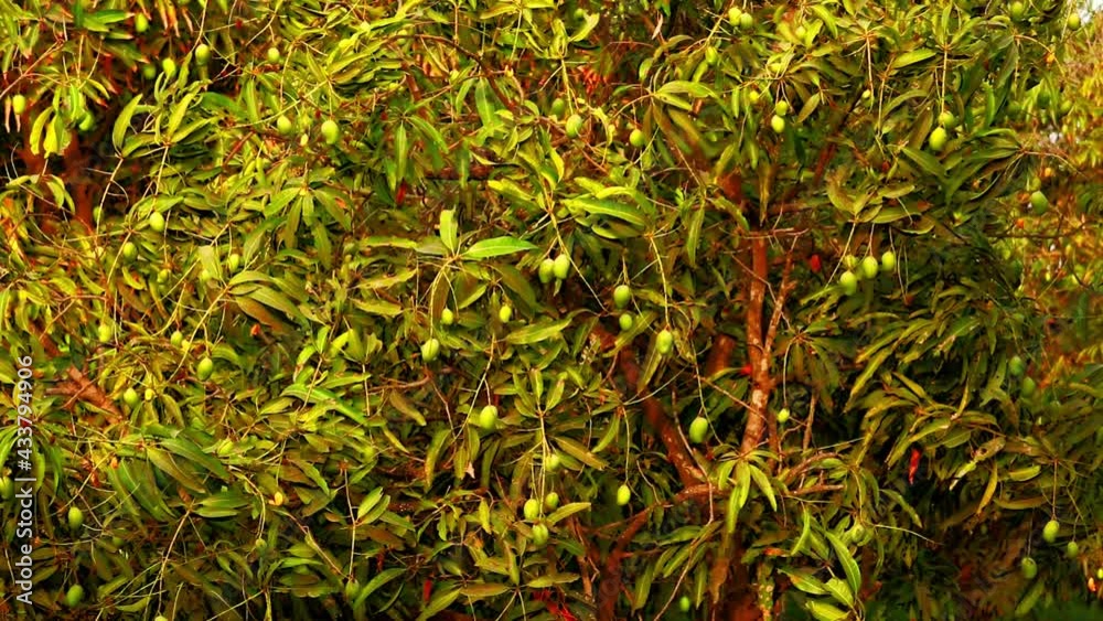 Video „Big Mango Tree in garden,agriculture of mango,many mango Fruit ...