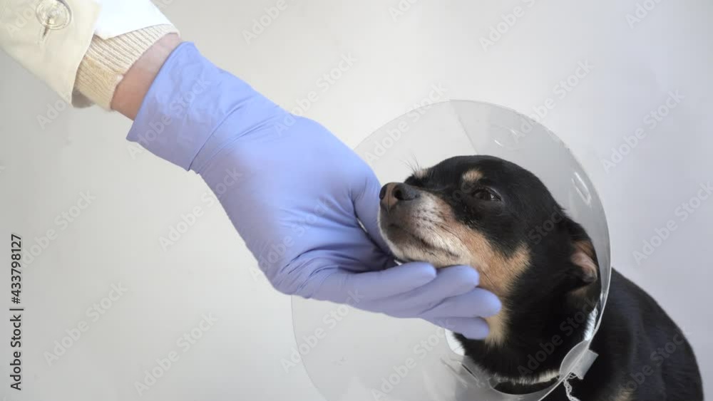 Veterinarian in white medical gown and blue gloves stroking small black ...