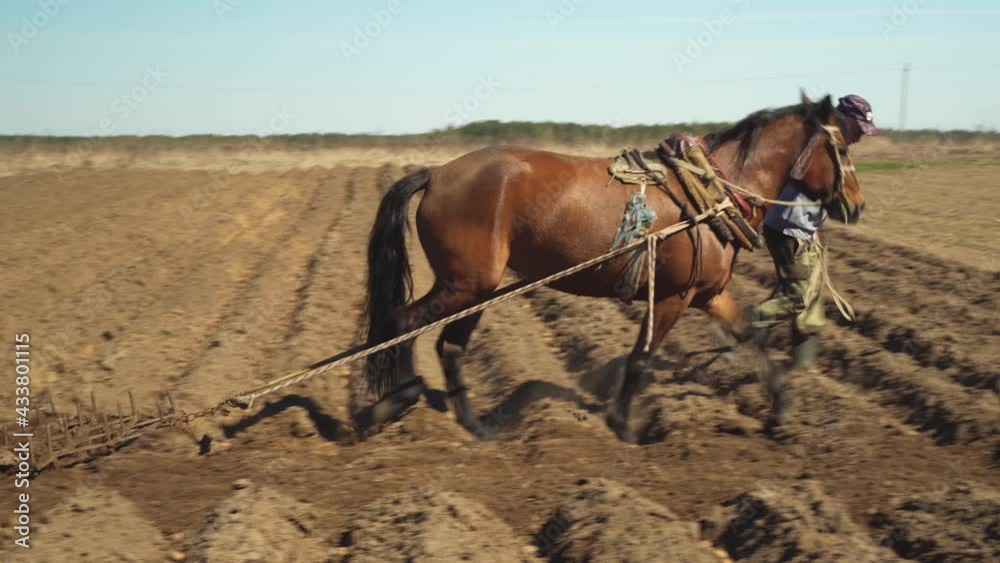 A farmer uses a horse drawn plow to work a field. Farmer uses an old ...