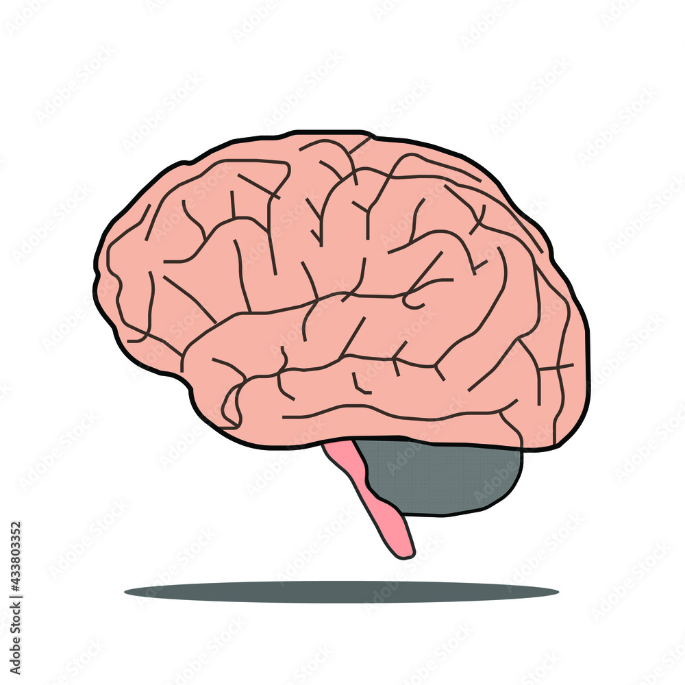 Brain 3D colored vector image for human body awareness and mental ...