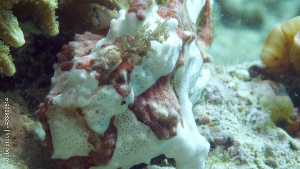 A red frogfish or anglerfish is floating underwater looking for food ...