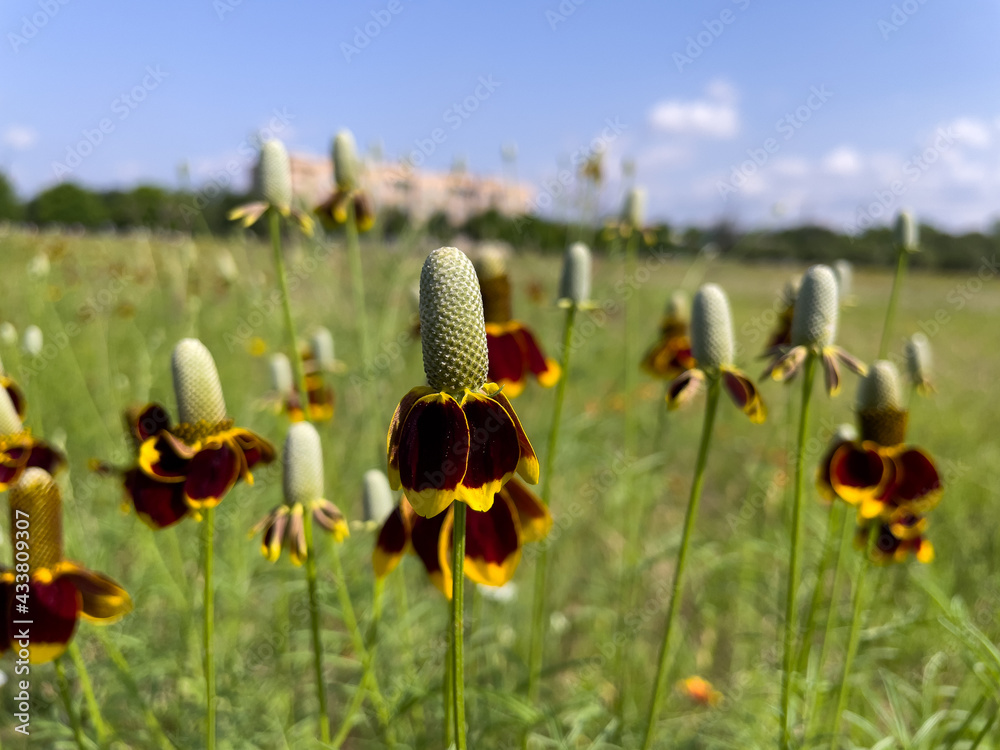 Upright Prairie Coneflower aka Red-spike Mexican Hat (Ratibida ...