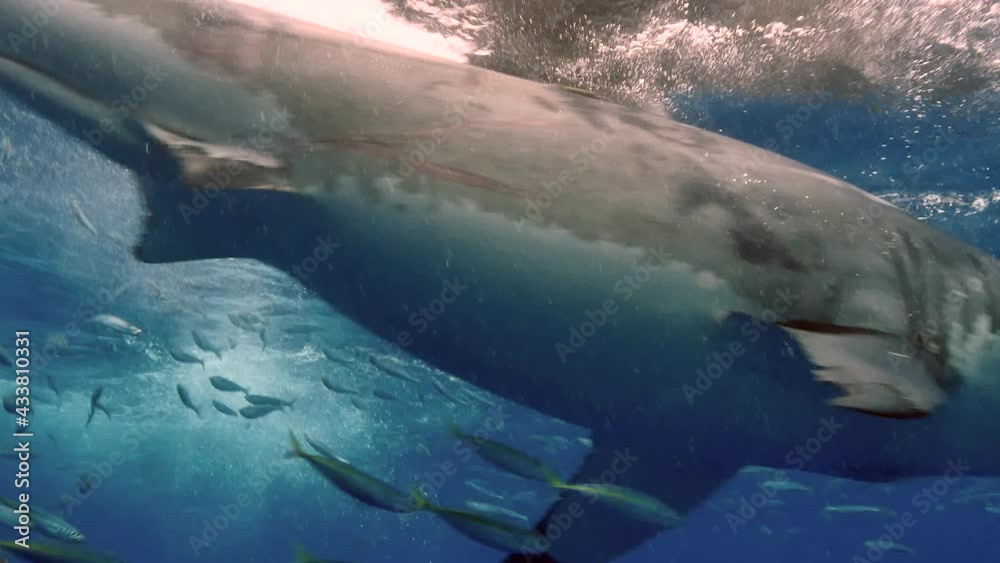 Slow motion Close-up of great white shark swimming underwater in front ...