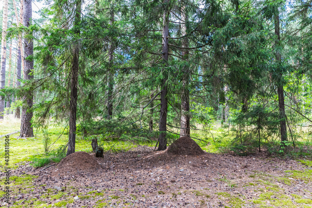 Ecological trail in the forest in Meshchera National Park, Vladimir ...