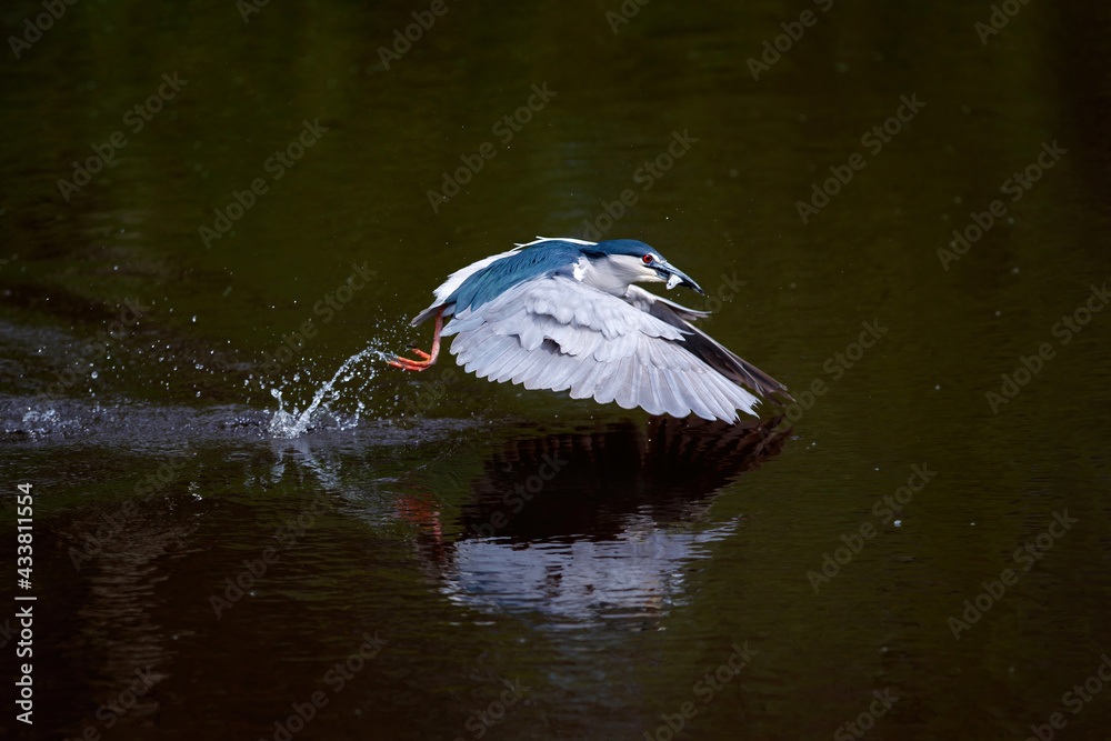 Black-crowned Night Heron (Nycticorax nycticorax) fishing in a small ...