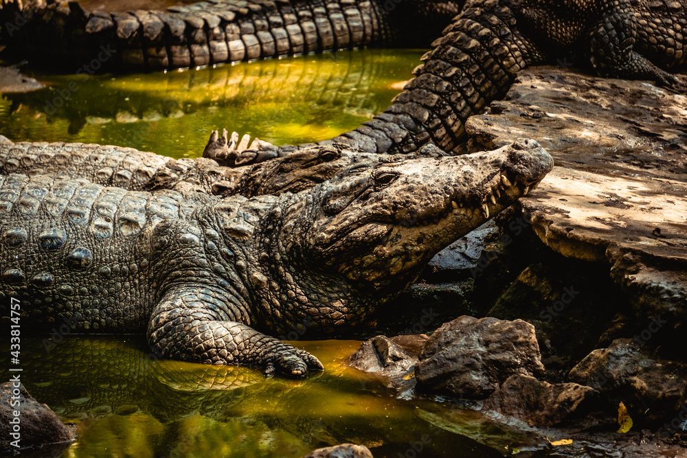 Mugger Or Marsh Crocodile Living At The Madras Crocodile Bank Trust and ...