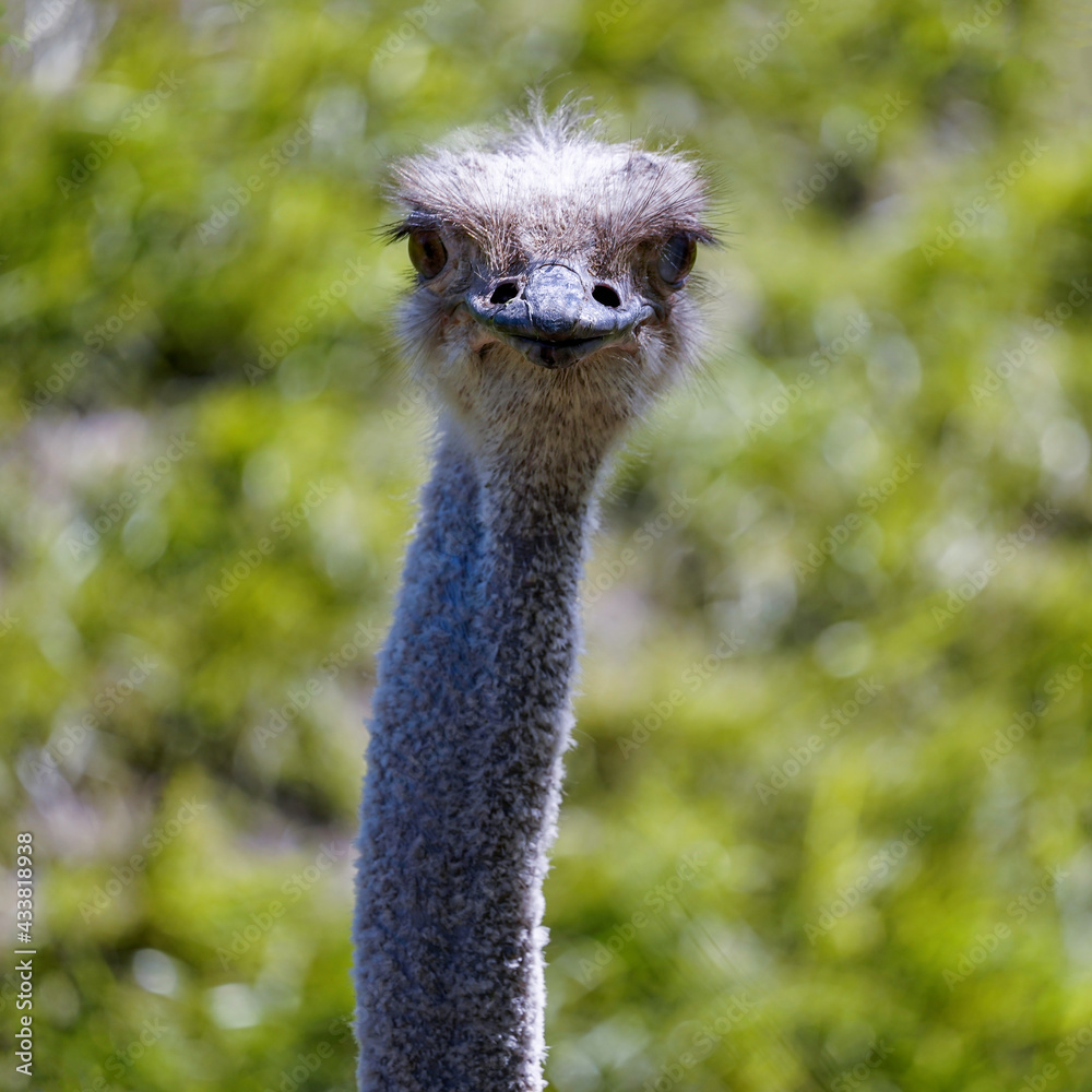 Ostrich Stock Photo | Adobe Stock
