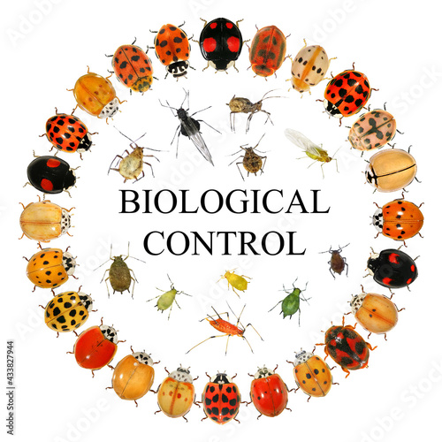 Beetles. Circular design with ladybugs (ladybird beetles) (Coleoptera ...