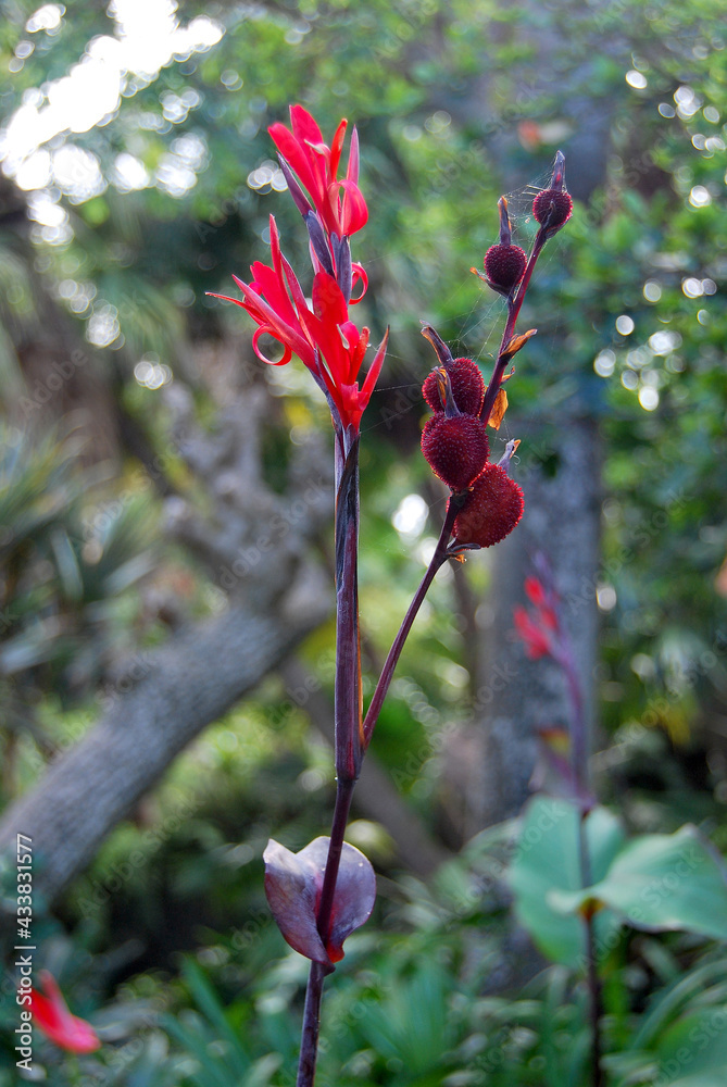Canna edulis. Canna indica (indian shot), fruto y flor. Primer plano ...