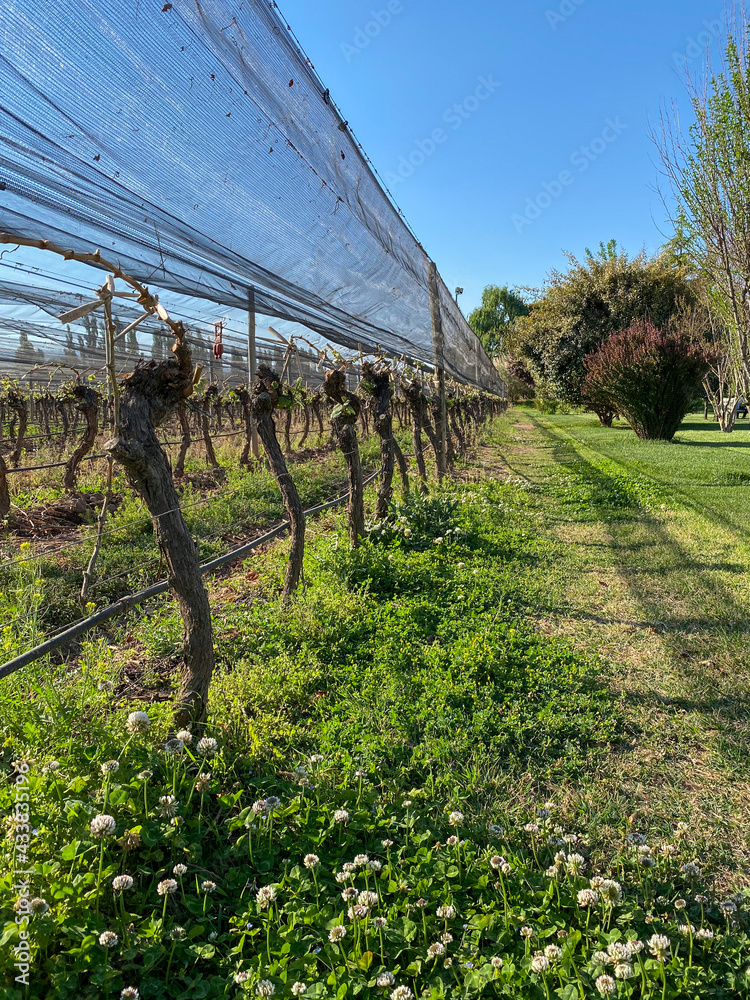 An extensive vineyard terrain in an Argentinian winery. Vine plantation ...