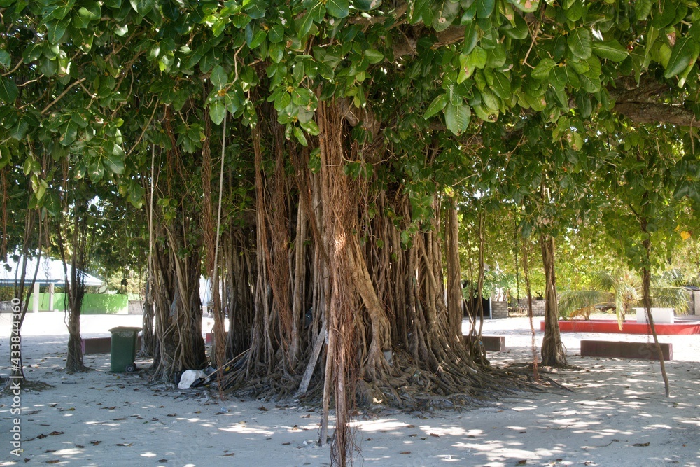 Banyan tree in Feridhoo, Maldives Stock Photo | Adobe Stock