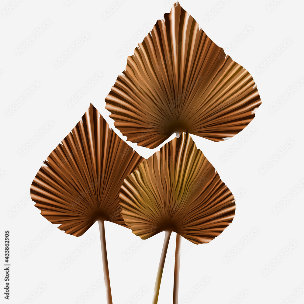 Dried palm leaves isolated. Licuala orbicularis. Fan palm leaves dried ... Dried palm leaves isolated. Licuala orbicularis. Fan palm leaves dried ...