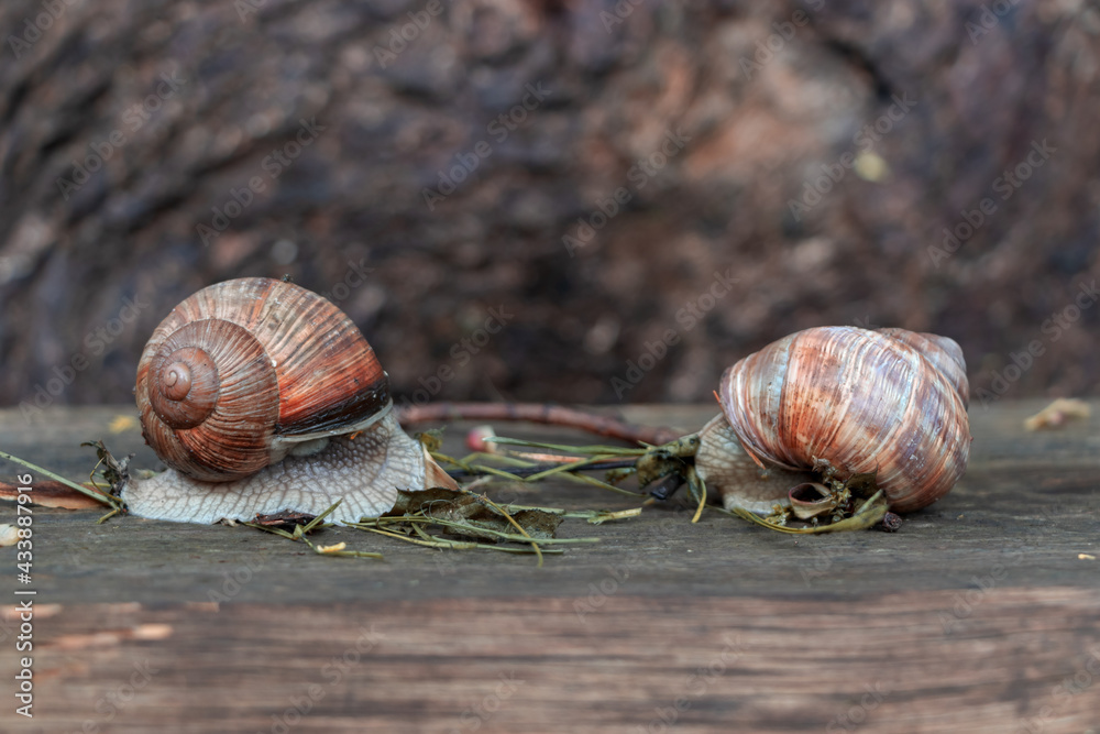 Two earth snail on wood bench eats green grass. Also known as Helix ...