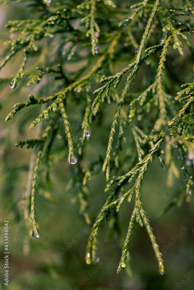 Rain drops, water drops on Juniperus virginiana (Eastern red cedar ...