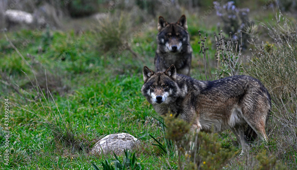 Lobo ibérico // Iberian wolf // Iberischer Wolf (Canis lupus signatus ...