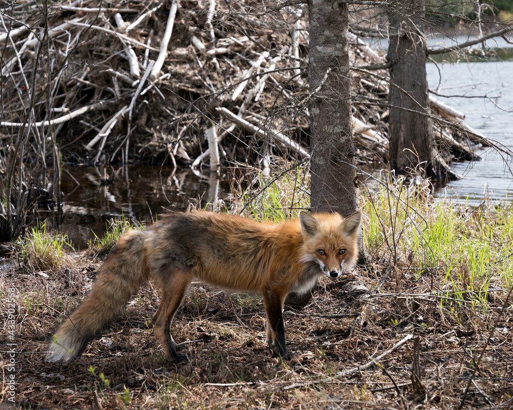 Red Fox Photo Stock. Fox Image. Red fox by a beaver lodge with water ...