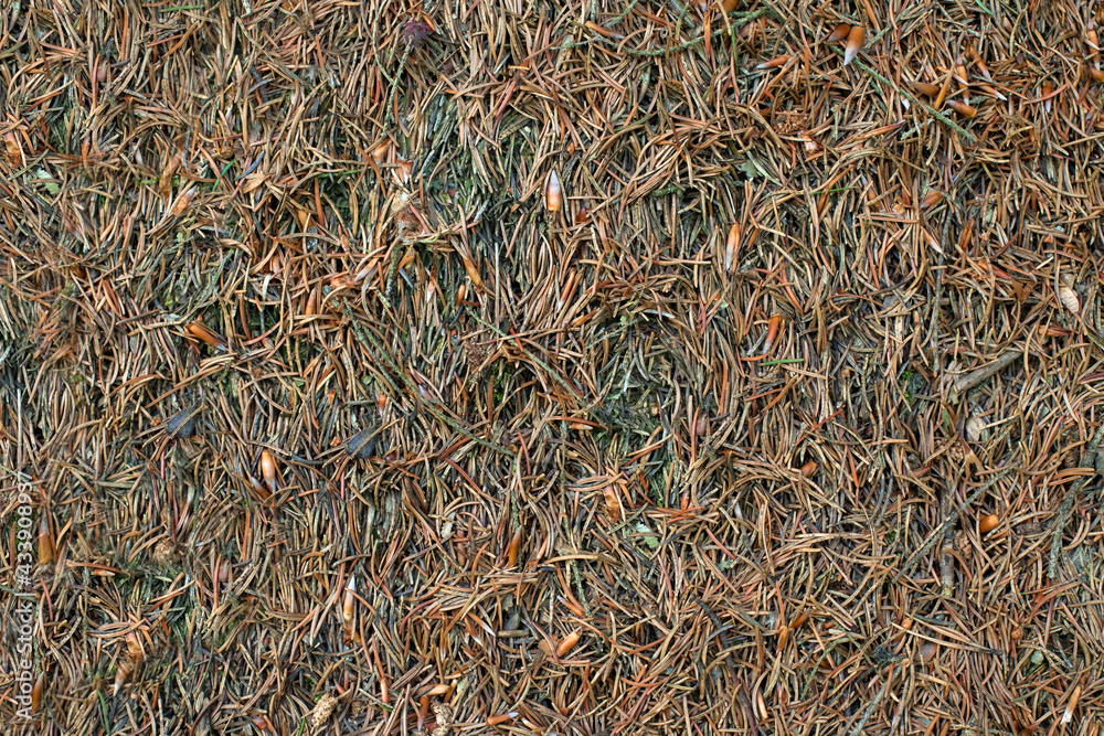 Acerous forest ground texture. Ground under oniferous trees wallpaper ...