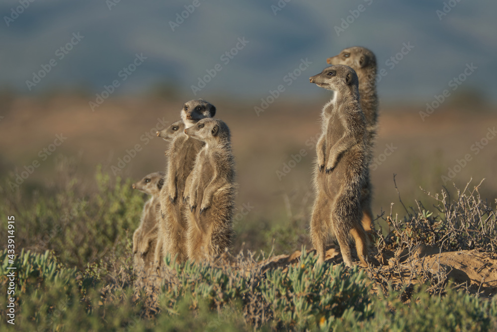Meerkats family woke up early morning and went hunting in Oudshorn ...