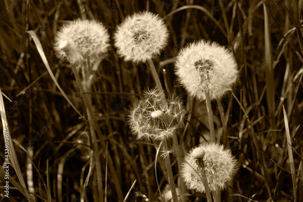 SEPIA EFFECT DANDELION SEED HEADS AMIDST GRASS Stock Photo | Adobe Stock