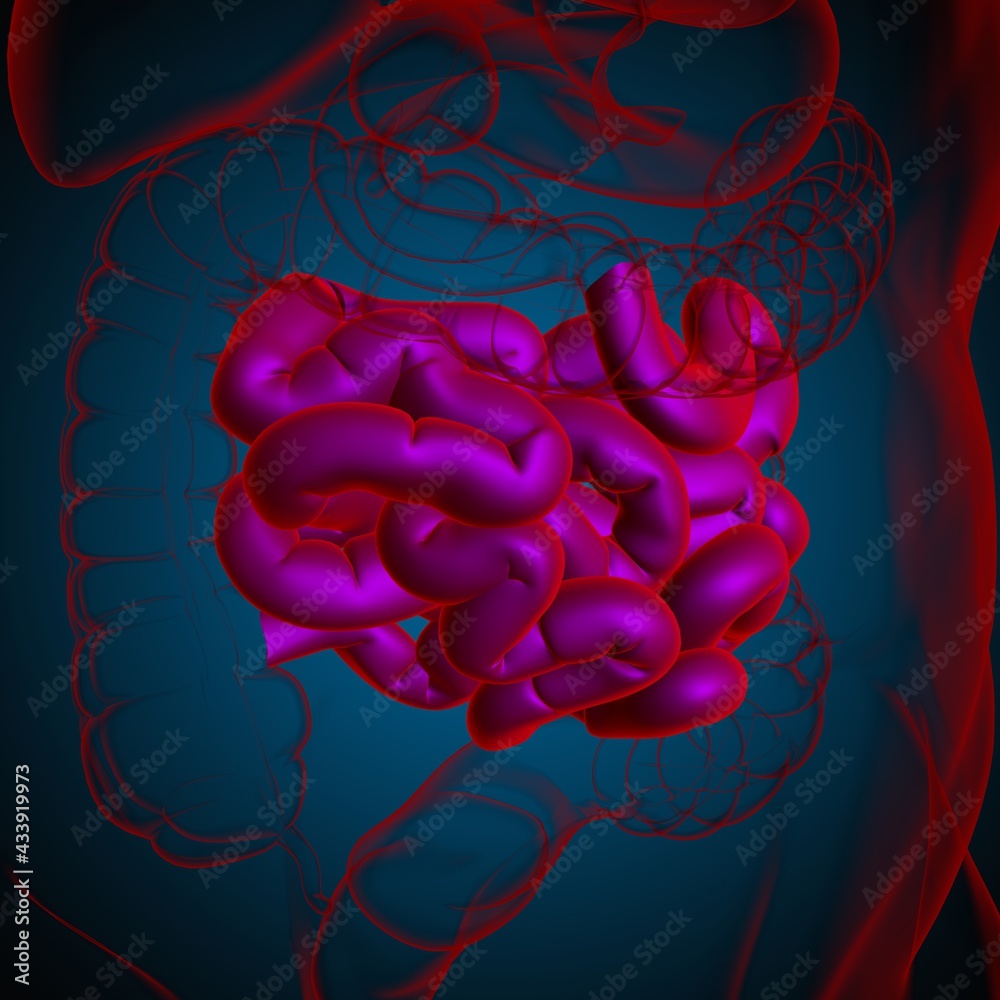 Small Intestine 3D Illustration Human Digestive System Anatomy Stock ...