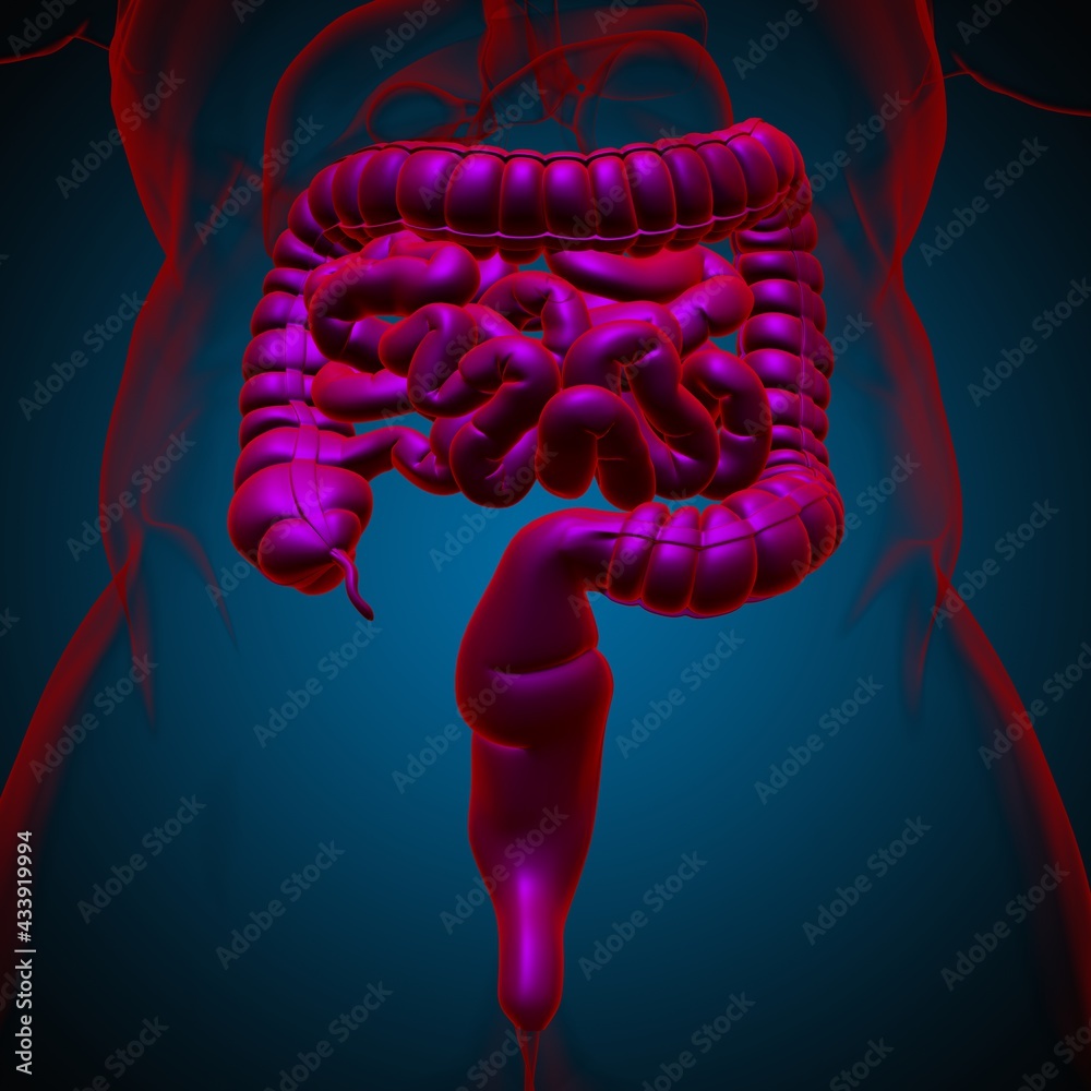 Small and Large Intestine 3D Illustration Human Digestive System ...