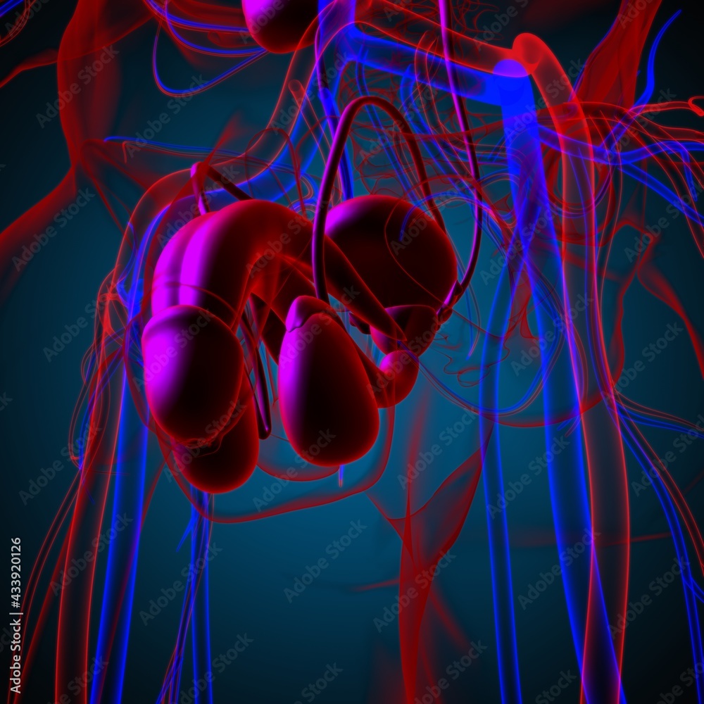 Male Reproductive System Anatomy For Medical Concept 3D Rendering Stock ...