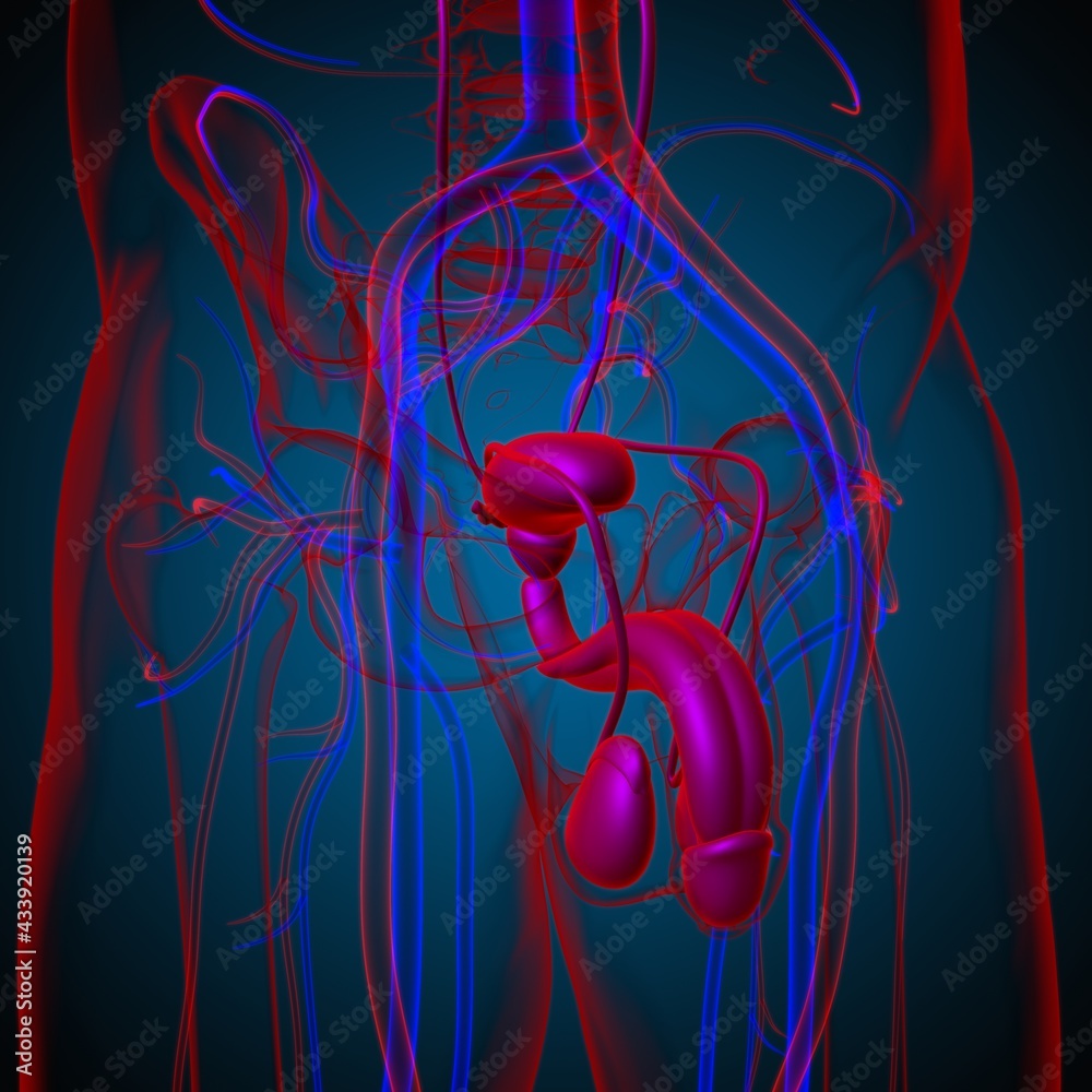 Male Reproductive System Anatomy For Medical Concept 3D Rendering Stock ...