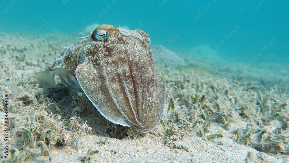 Pharaoh Cottlefish. Mollusks, type of Mollusk. Head-footed mollusks ...