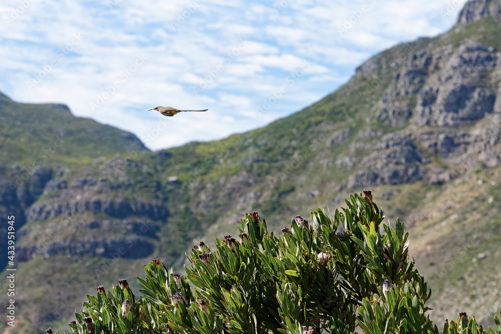 Südafrika - Tafelberg Nationalpark - Fynbos Biom - Kaphonigvogel im ...