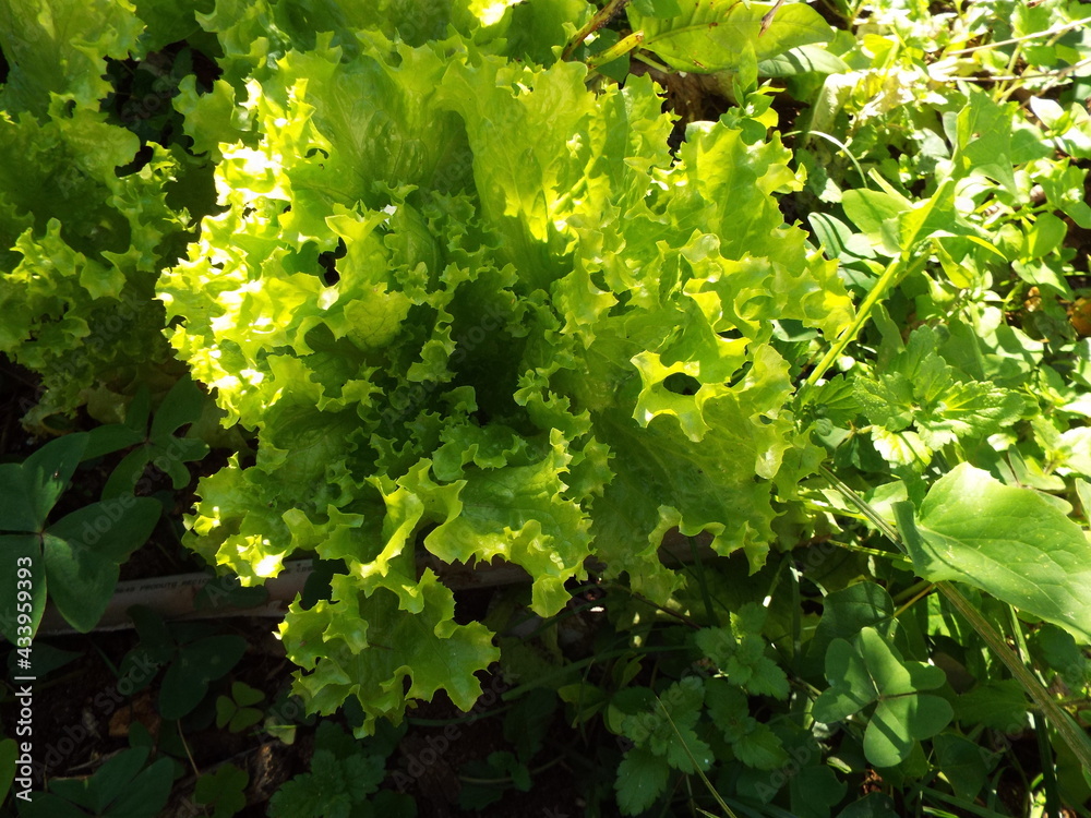 Alface crespa, cultivo de verduras. Alimento saudável e indicado para ...