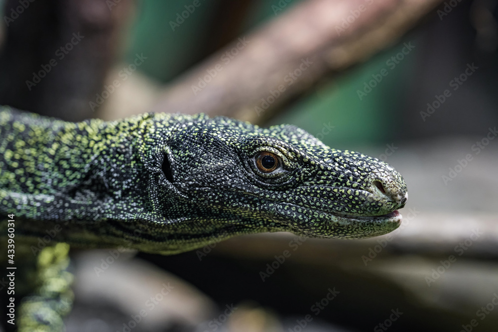 Asian water monitor - Varanus salvator also common water monitor, large ...