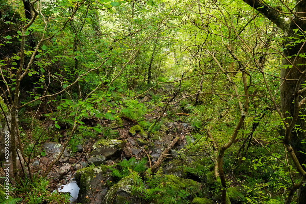 Beautiful nature calm place in forest. The Fall of Foyers turistic ...