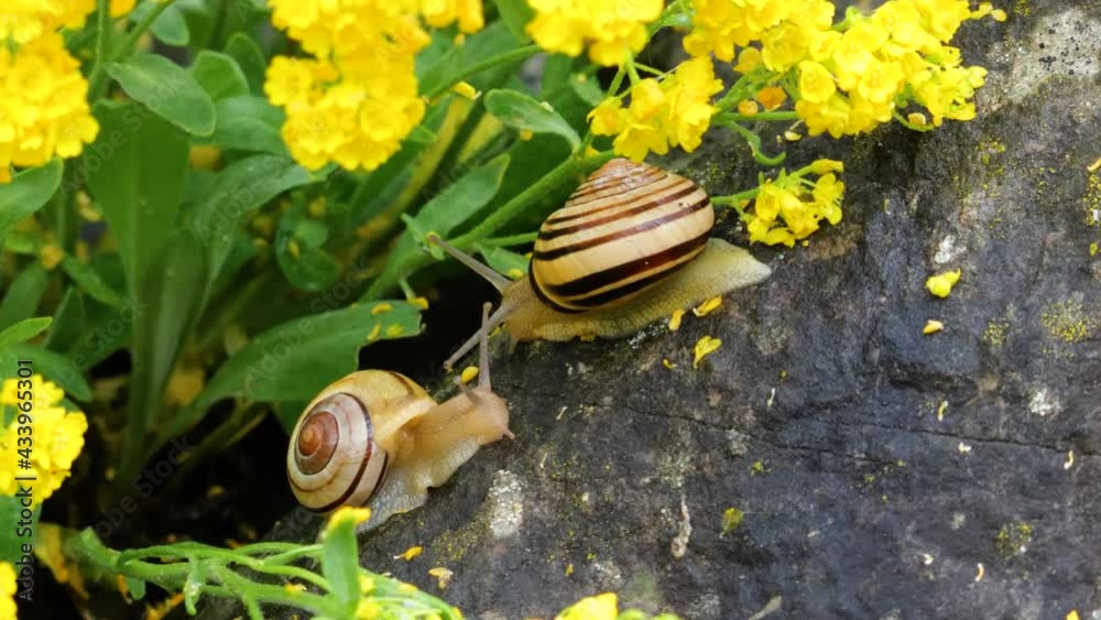 Eine Hain-Bänderschnecke und eine Garten-Bänderschnecke auf einem Stein ...