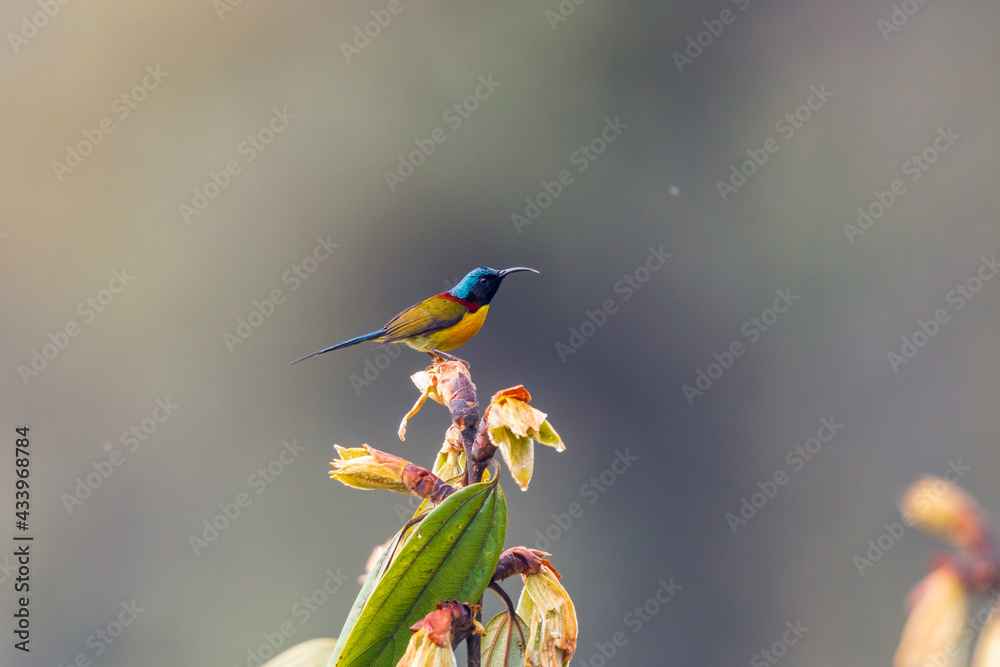 Green-tailed sunbird (Aethopyga nipalensis) or Nepal yellow-backed ...