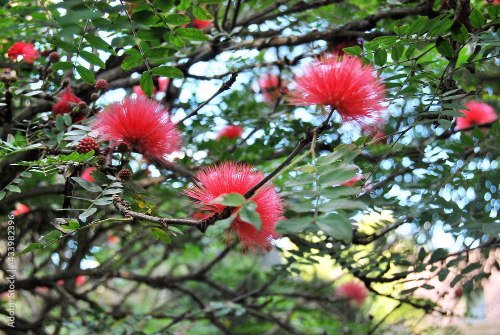 Flores exóticas de plumerillo rojo, Calliandra haematocephala flor en ...