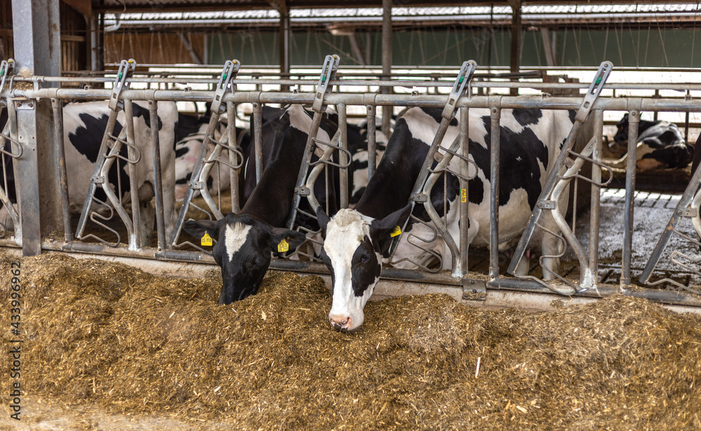 Dairy farm animal husbandry. The cows are in the stall, eating hay ...