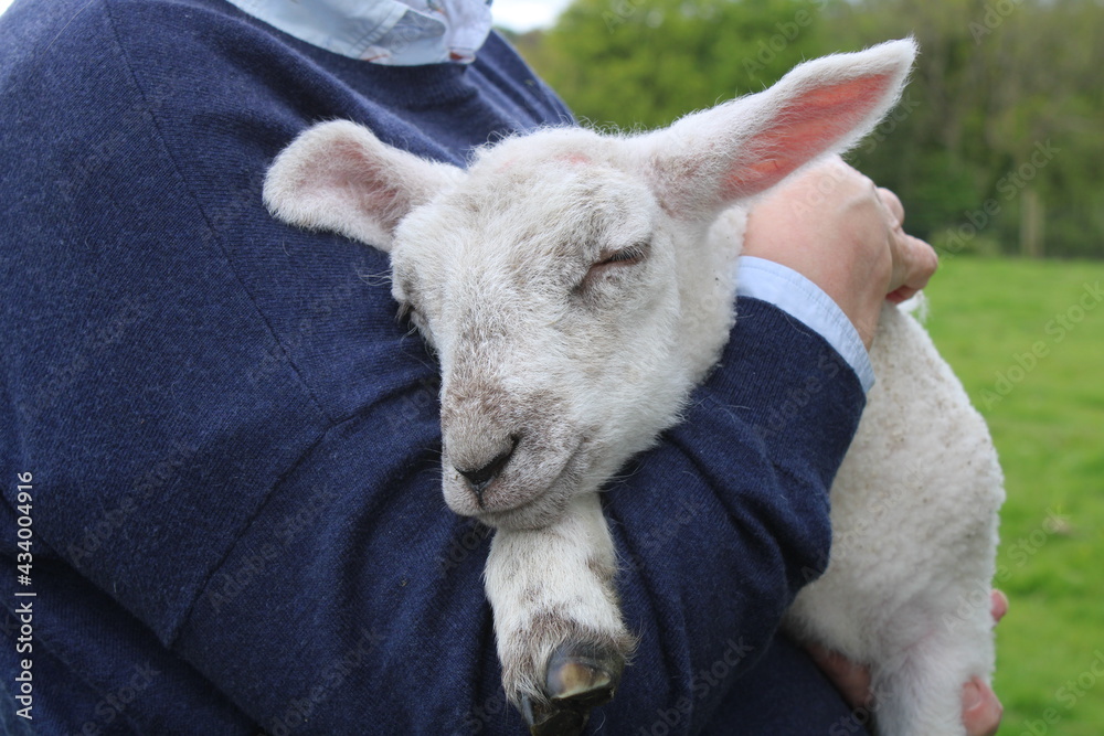 Lamb asleep in a farmers arms Stock-Foto | Adobe Stock