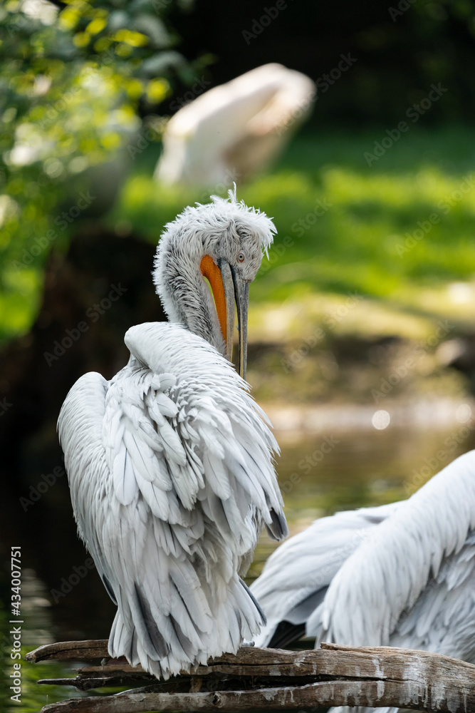The great white pelican (Pelecanus onocrotalus) also known as the ...