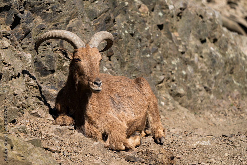 Foto de The Barbary sheep (Ammotragus lervia), also known as aoudad is ...